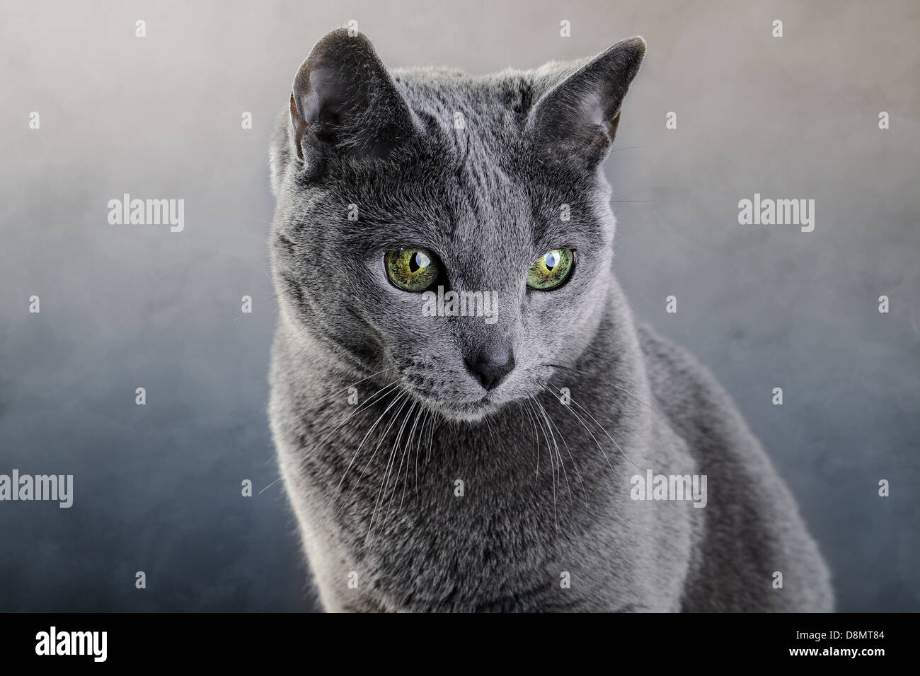 Russian Blue Cat Stock Photo - Alamy