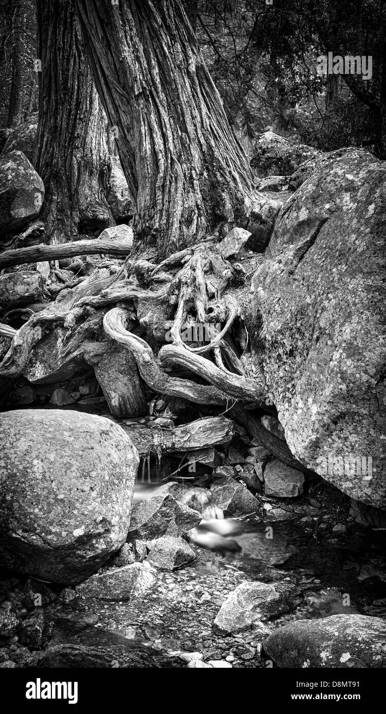 A large tree in a forest with roots growing around large stones over a ...