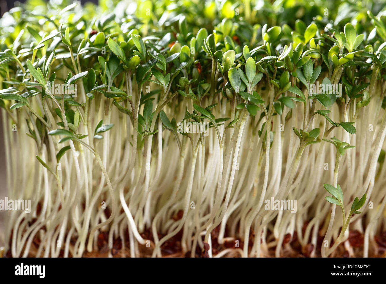 Garden cress shoots hi-res stock photography and images - Alamy