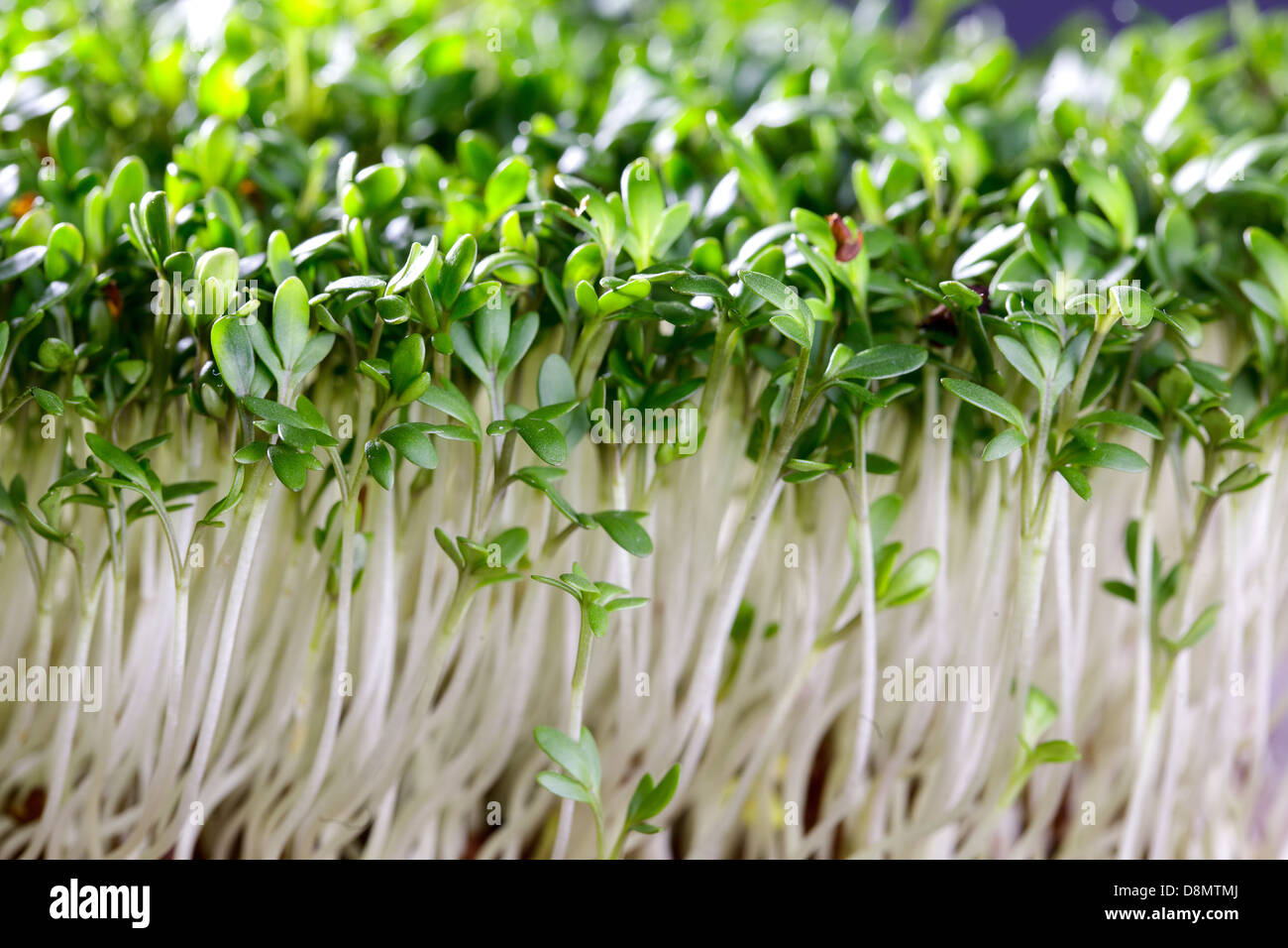 Garden cress shoots hi-res stock photography and images - Alamy
