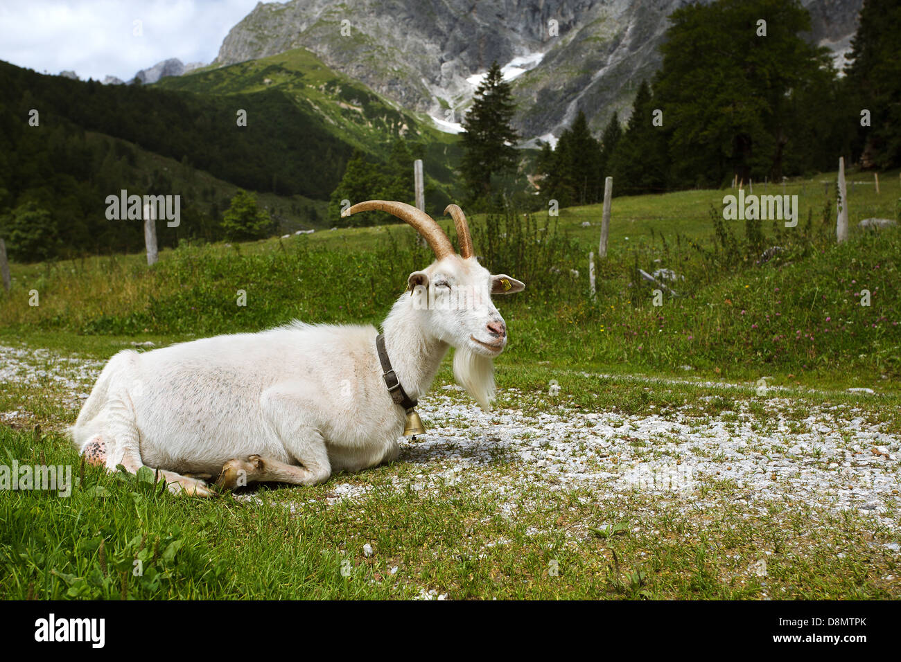 Mature goat hi-res stock photography and images - Alamy