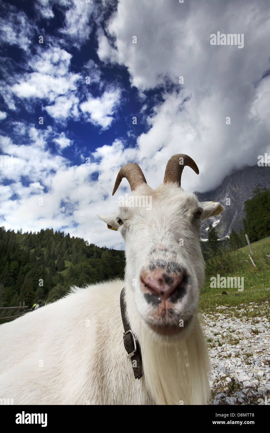 Alpen chalet sommer hi-res stock photography and images - Alamy