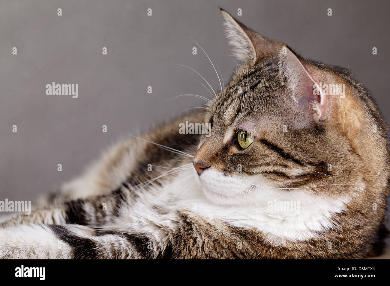 Beautyful cat hi-res stock photography and images - Alamy