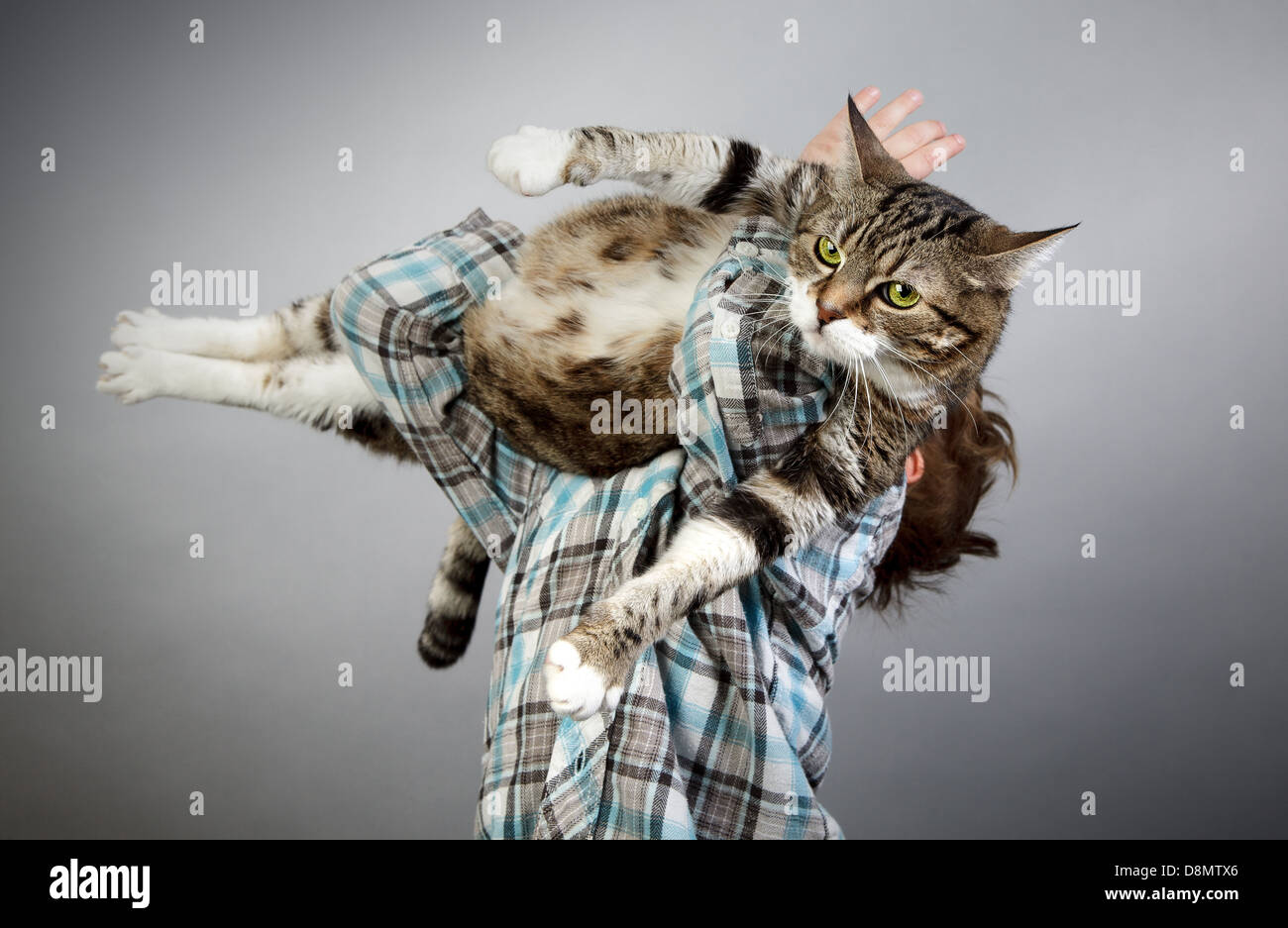 Child boy holding cat kitten hi-res stock photography and images - Alamy