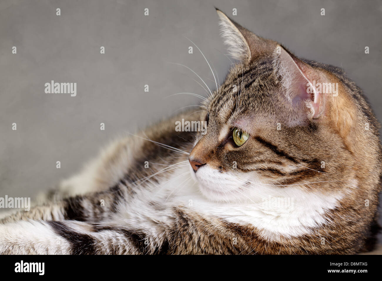 Classy cat hi-res stock photography and images - Alamy