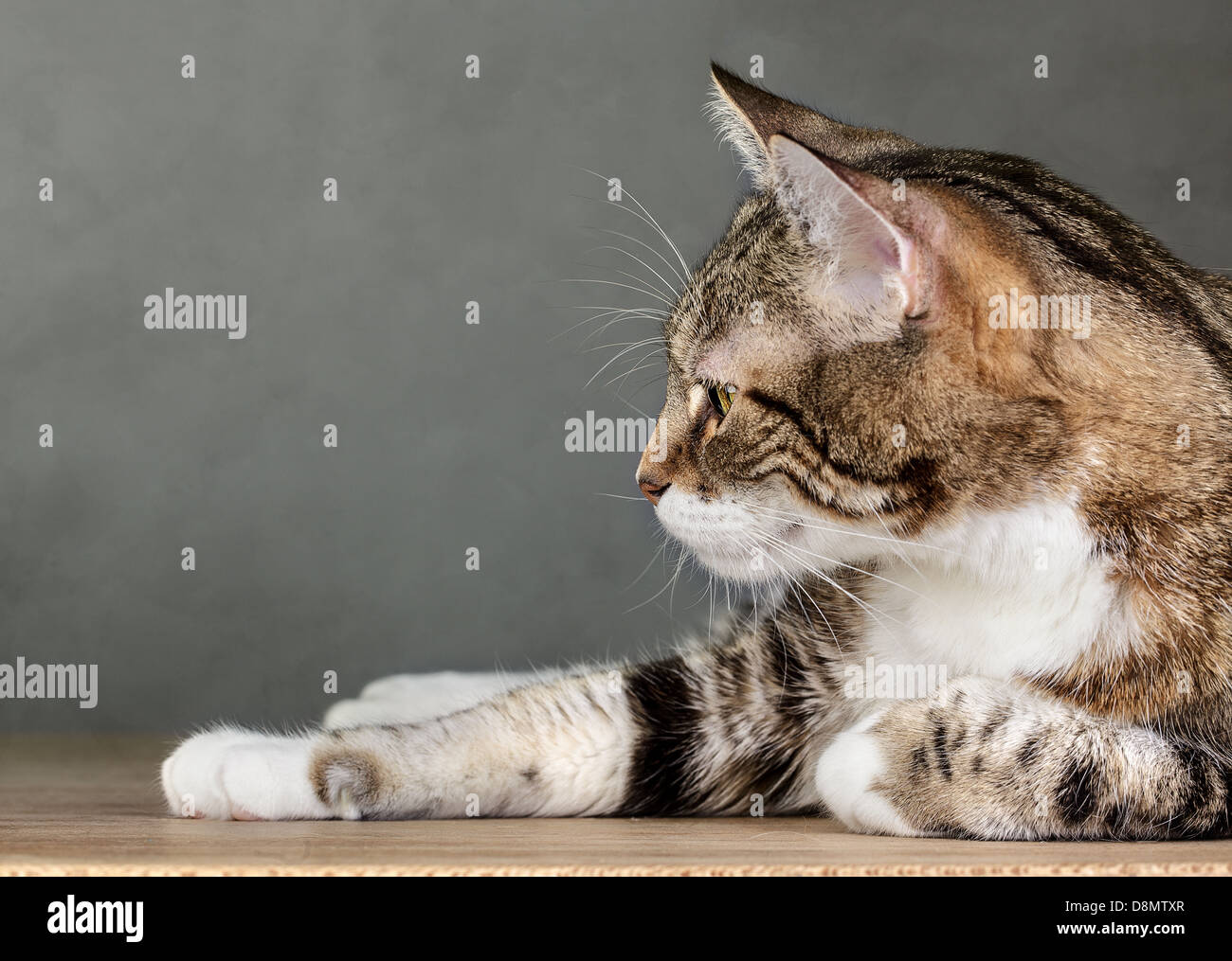 Classy cat hi-res stock photography and images - Alamy