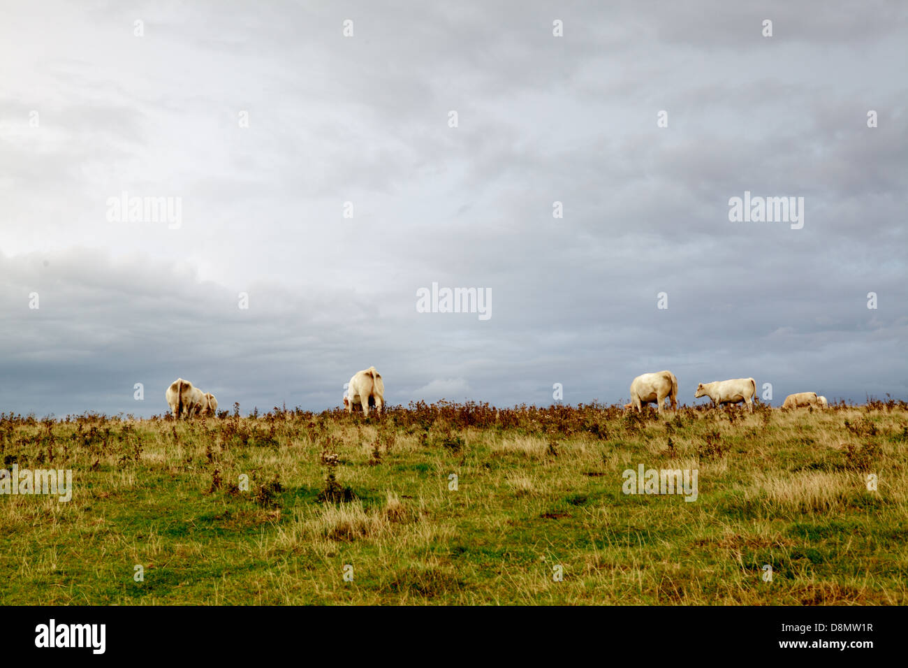 Charolais kuh hi-res stock photography and images - Alamy