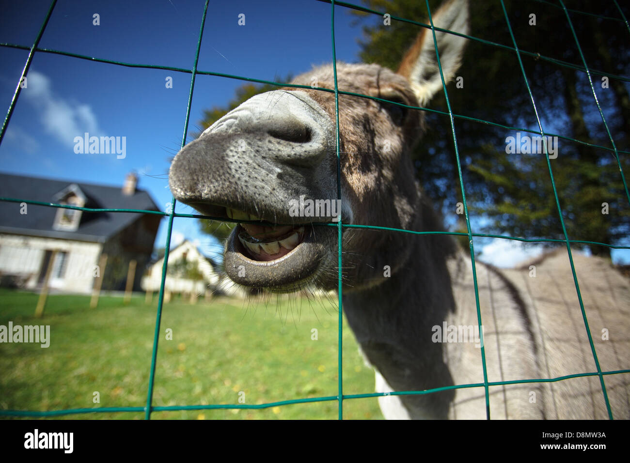 Small Grey Donkey Stock Photo - Alamy