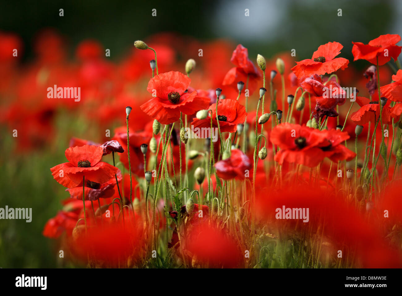 Many red blooming corn hi-res stock photography and images - Alamy