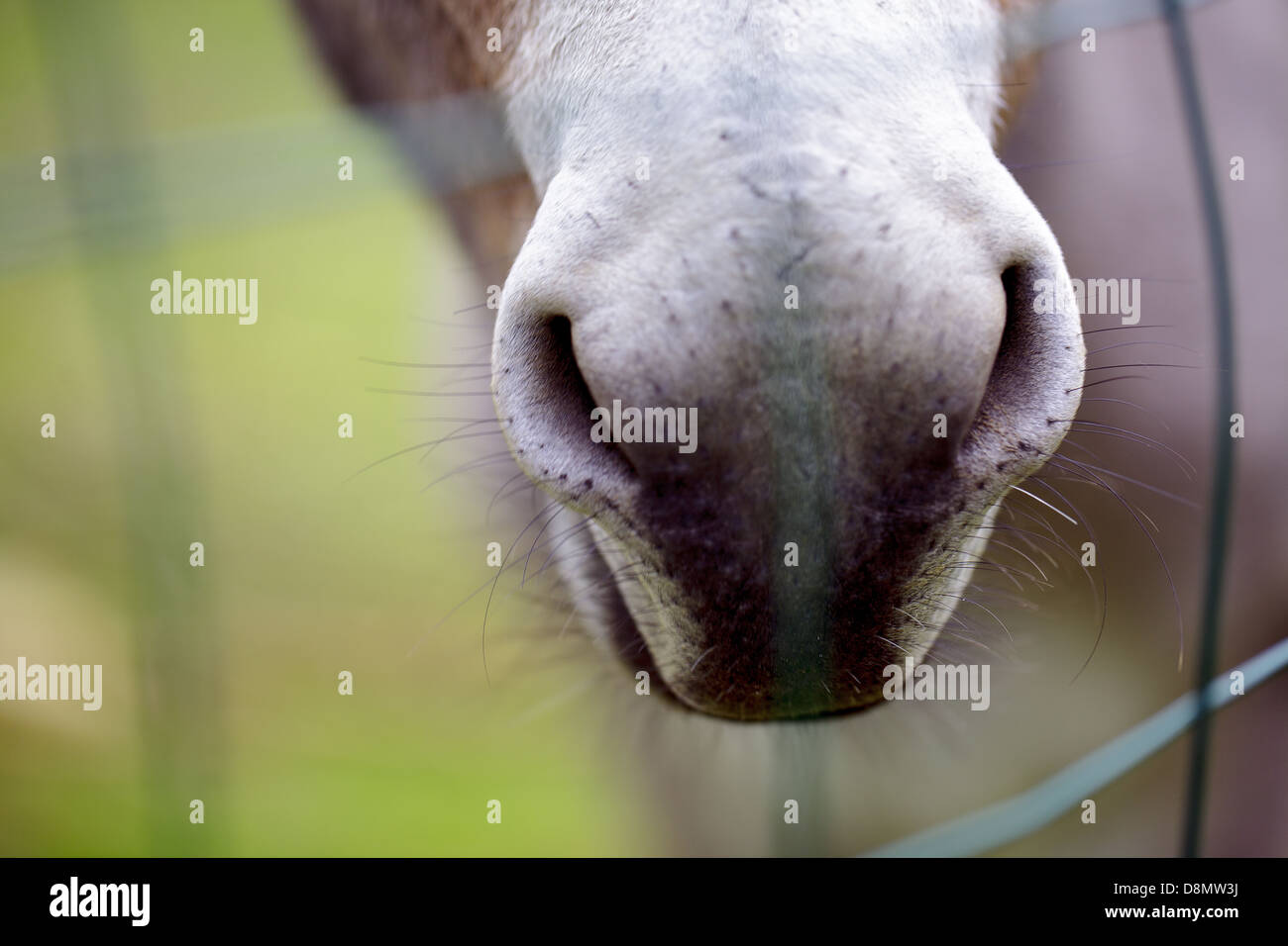 Small Grey Donkey Stock Photo - Alamy