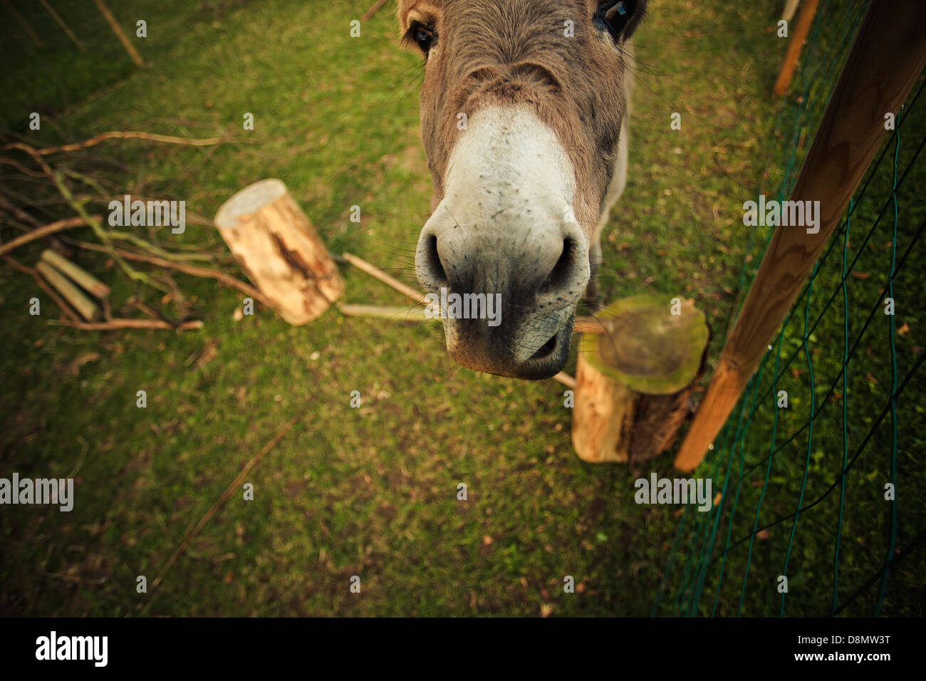 Small Grey Donkey Stock Photo - Alamy