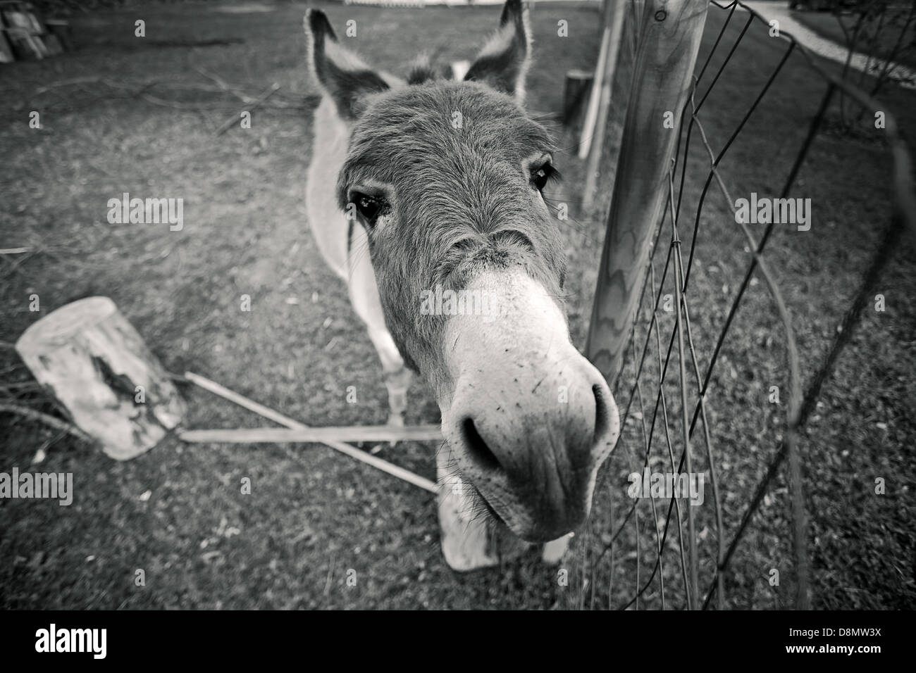 Small Grey Donkey Stock Photo - Alamy