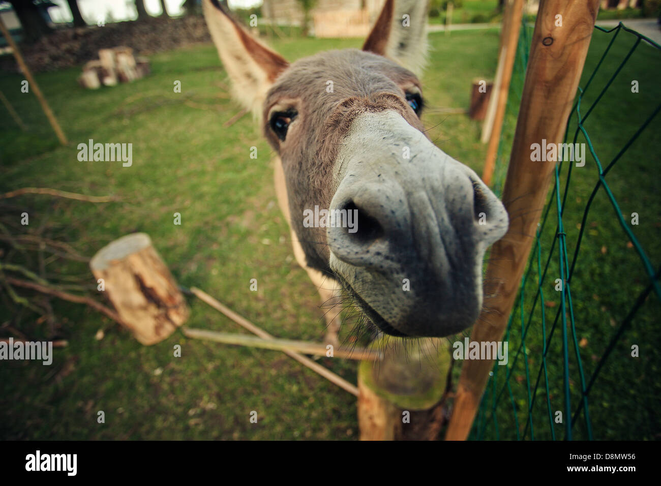 Small Grey Donkey Stock Photo - Alamy