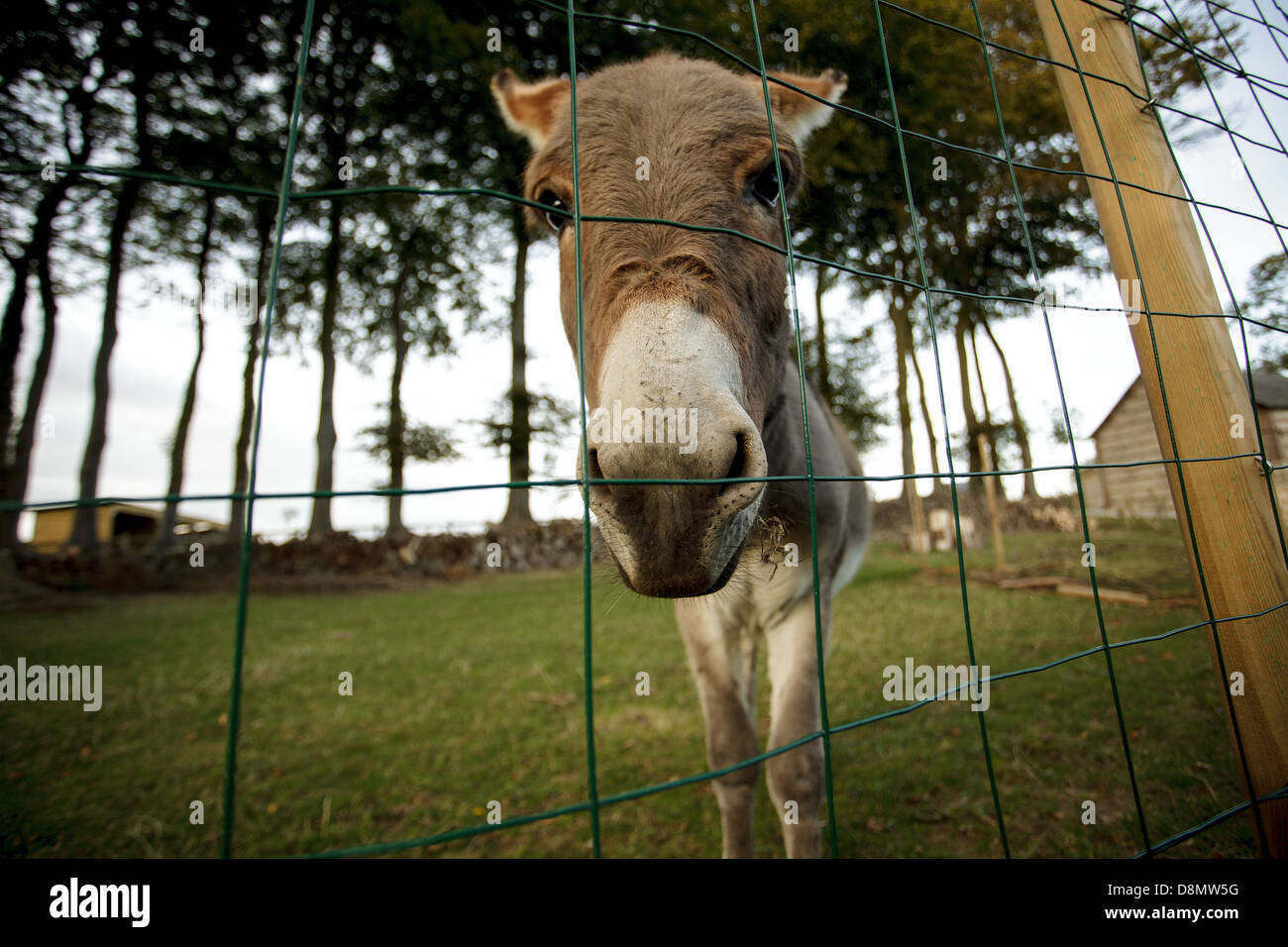 Small Grey Donkey Stock Photo - Alamy