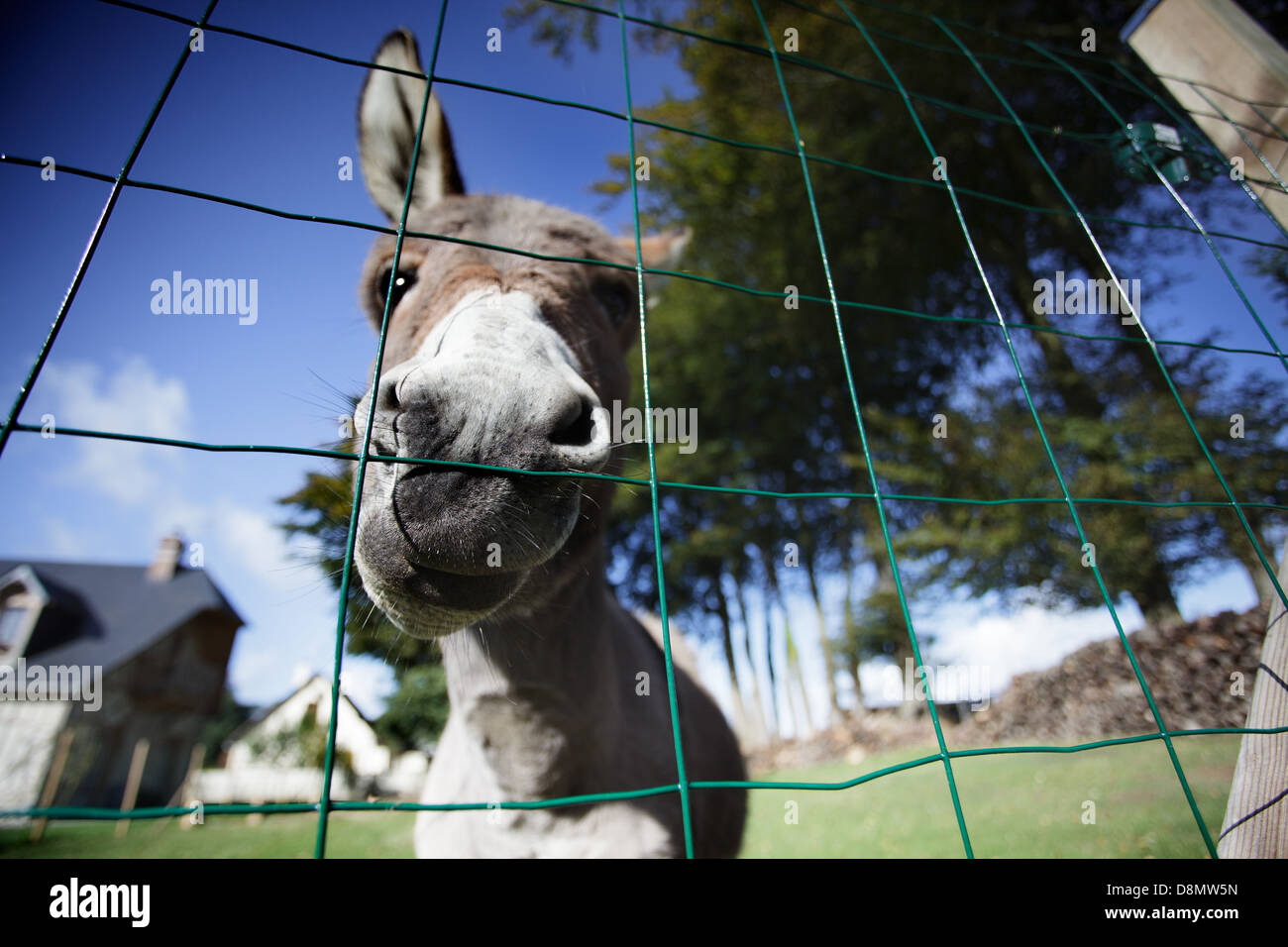 Small Grey Donkey Stock Photo - Alamy