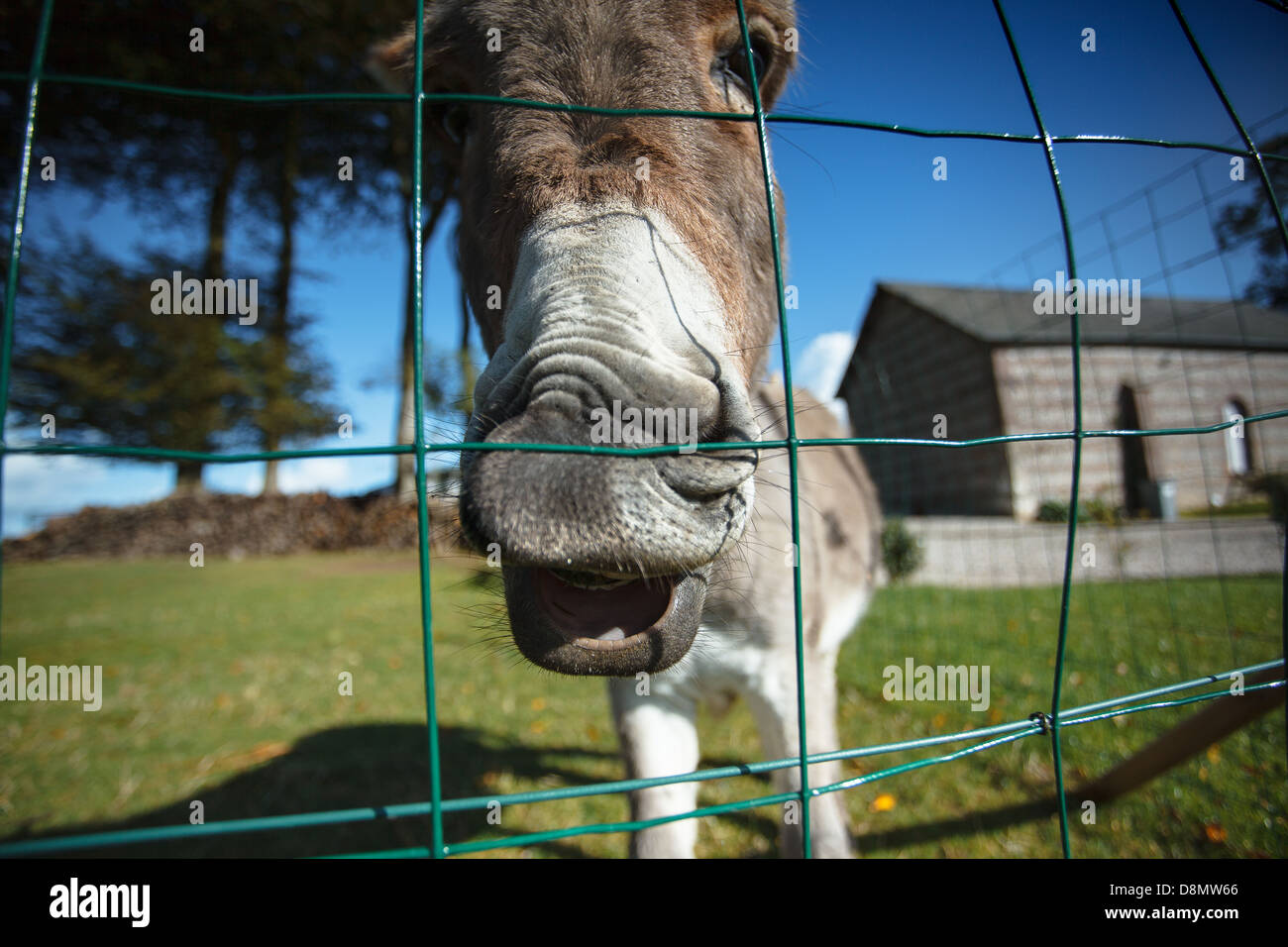 Small grey donkey Stock Photo - Alamy
