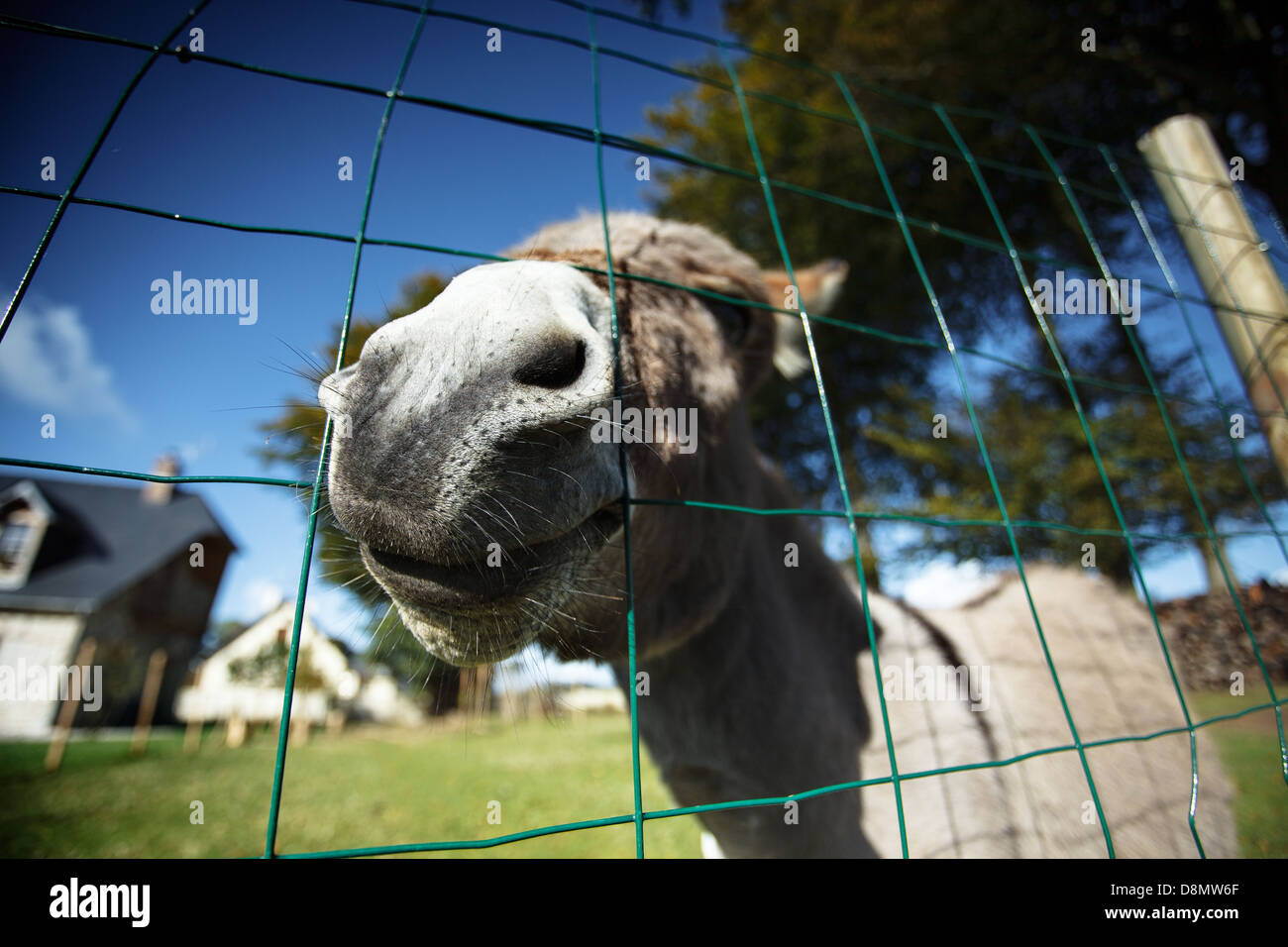 Small grey donkey Stock Photo - Alamy