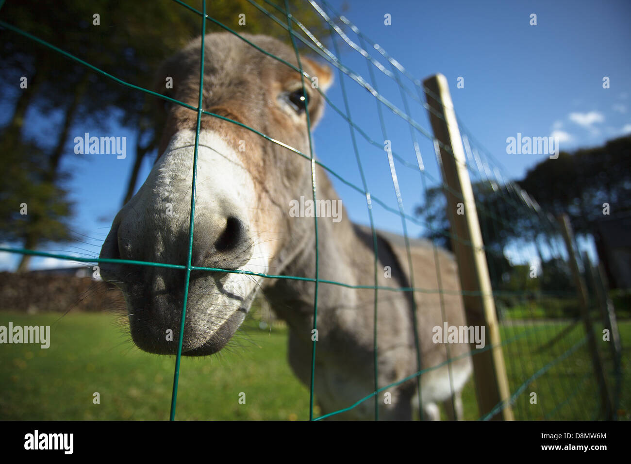 Small grey donkey Stock Photo - Alamy