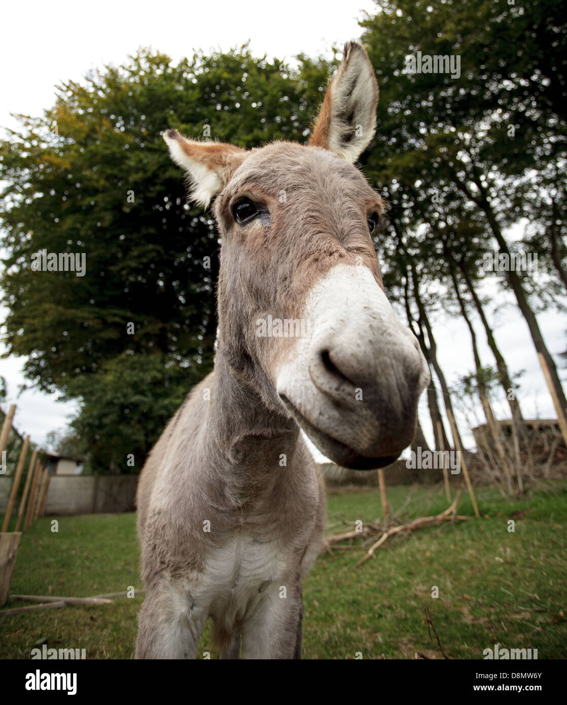 Small grey donkey Stock Photo - Alamy