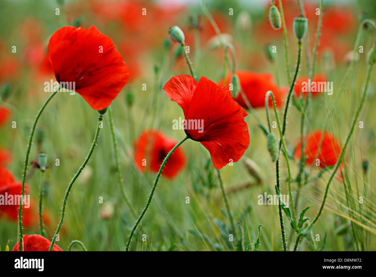 Multitude of flowers hi-res stock photography and images - Alamy