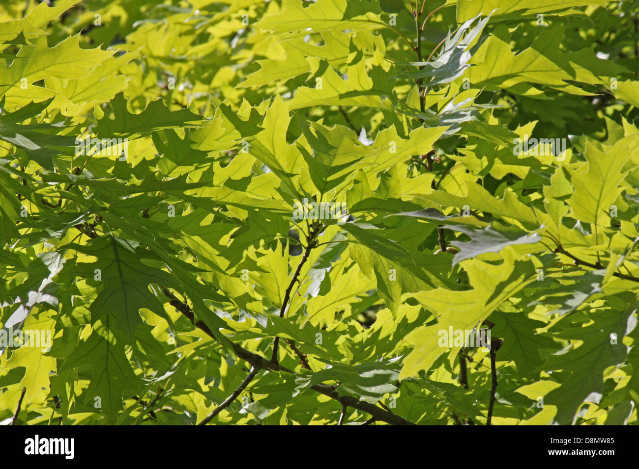 oak tree foliage at spring Stock Photo - Alamy