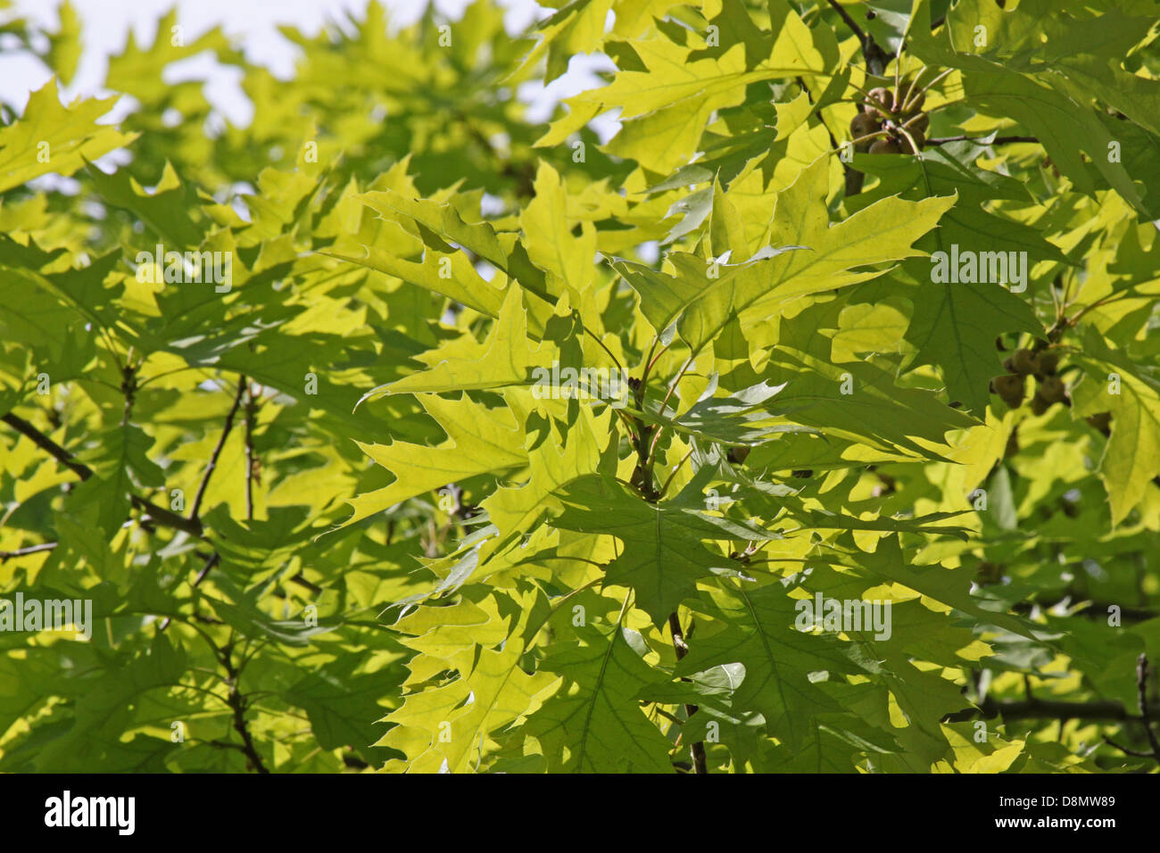 Oak tree nature background hi-res stock photography and images - Alamy
