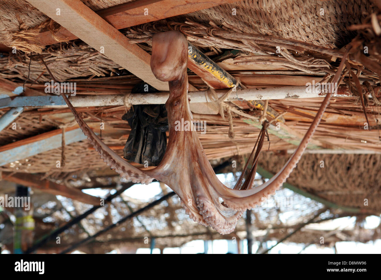 Octopus on fish market Stock Photo - Alamy