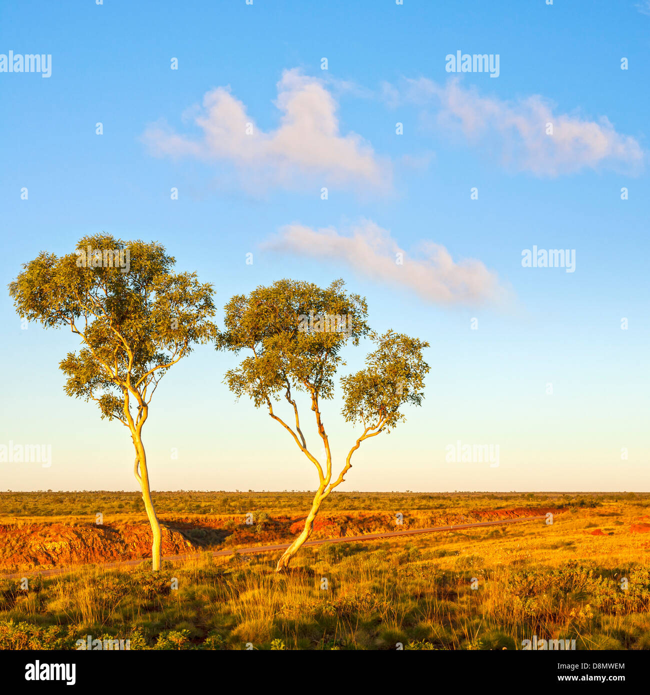 Outback Australia Ghost Gums - ghost gums, a type of Eucalyptus, on an ...