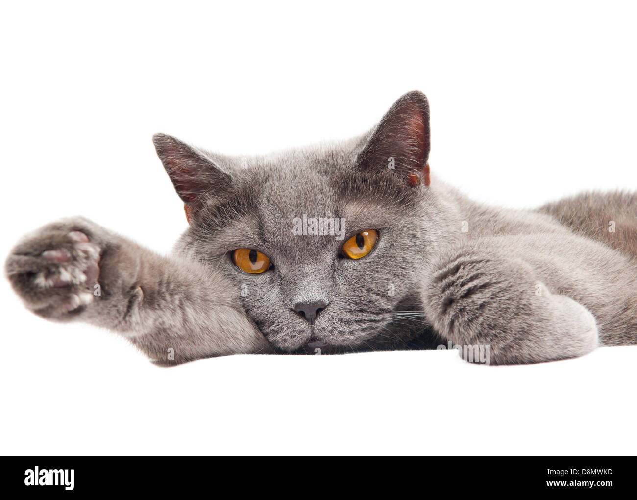 The British cat Stock Photo - Alamy