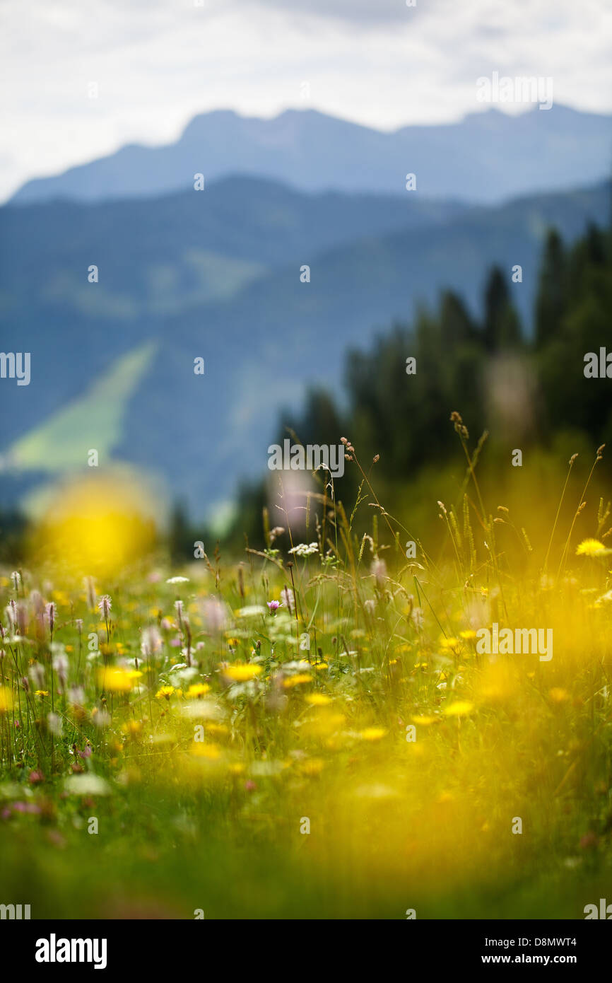 Alm almwiese alp hi-res stock photography and images - Alamy