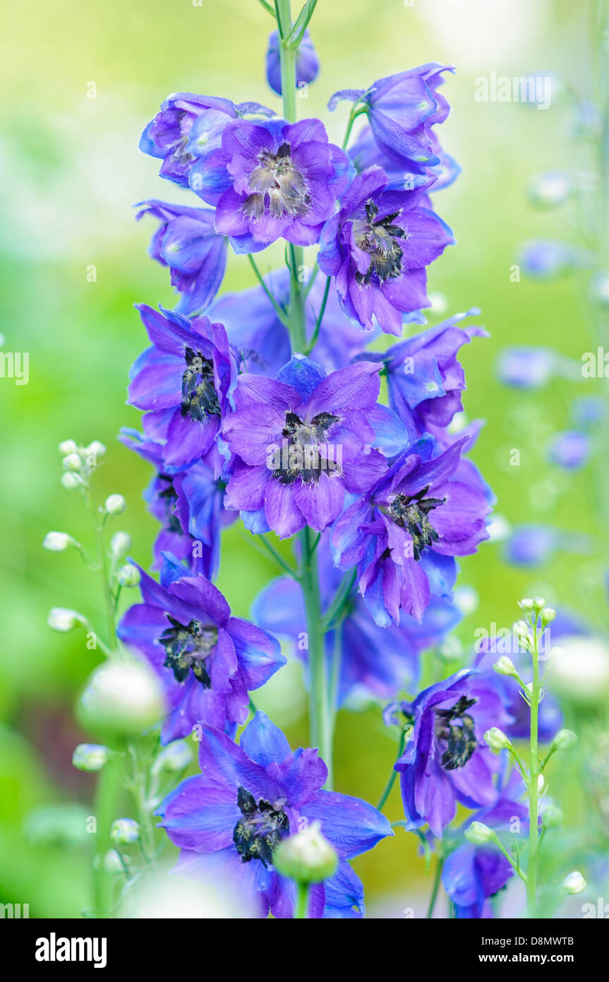 bush blooming klimatis in the sky Stock Photo - Alamy