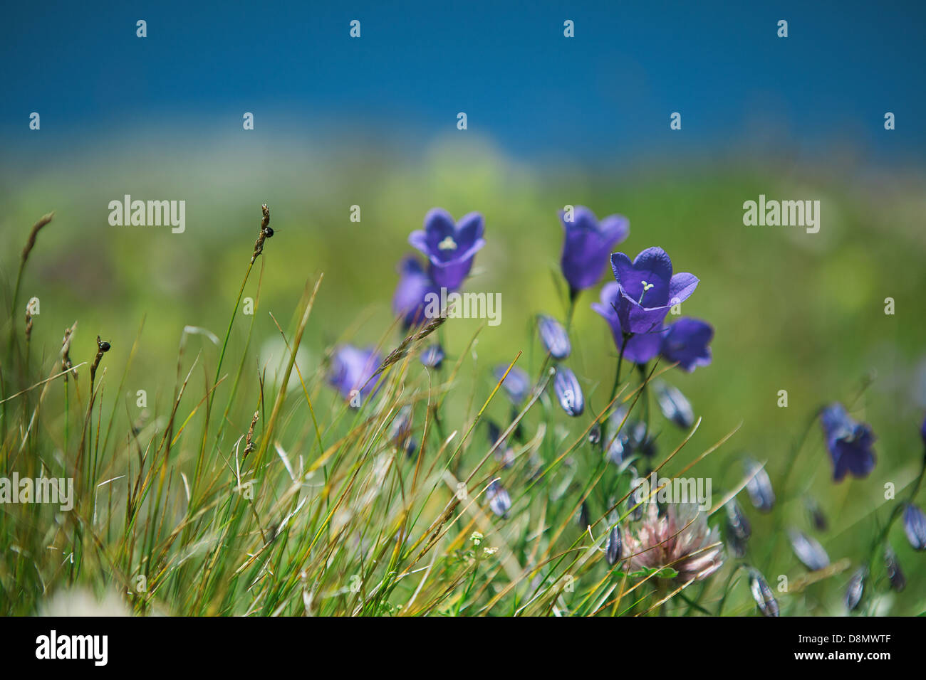 Alpine violet plants hi-res stock photography and images - Alamy