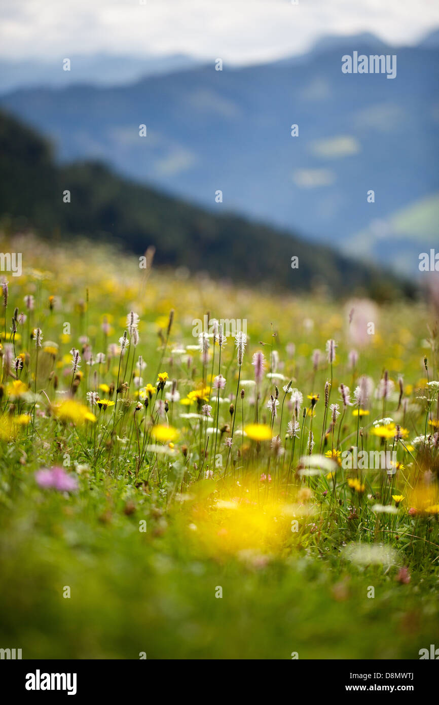 Blumenwiese in den alpen hi-res stock photography and images - Alamy
