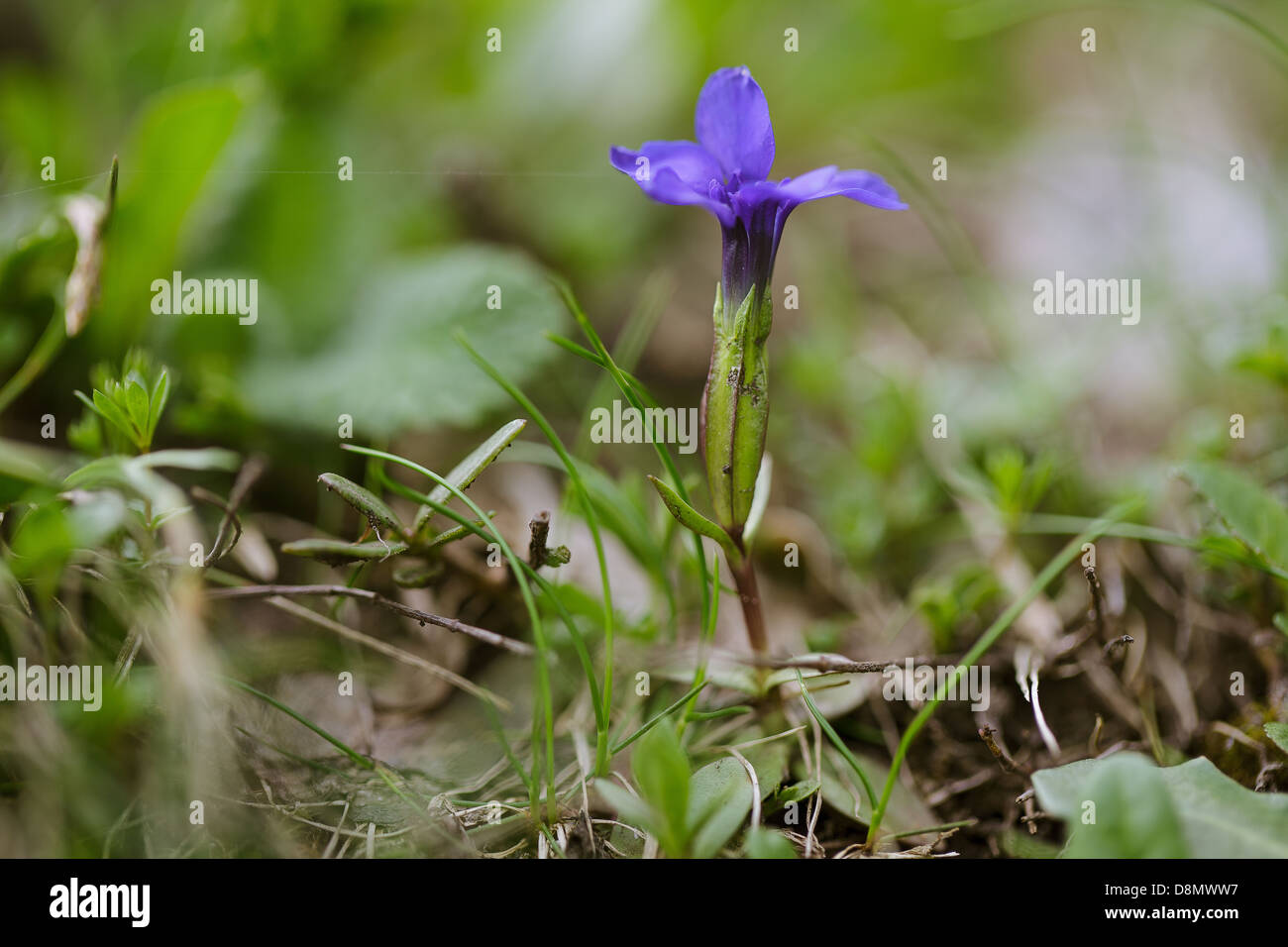 Alpine violet plants hi-res stock photography and images - Alamy