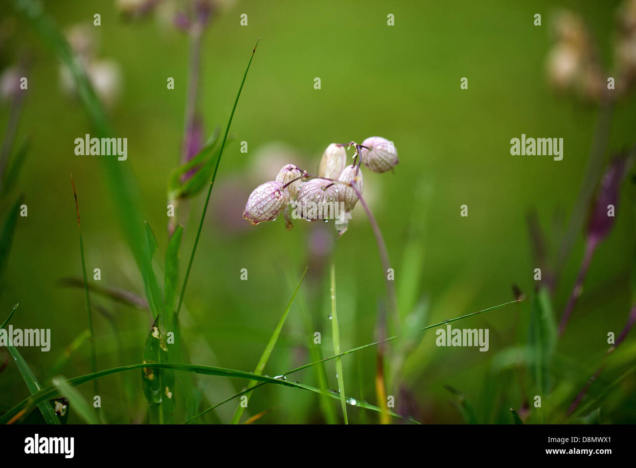 Alpine violet plants hi-res stock photography and images - Alamy