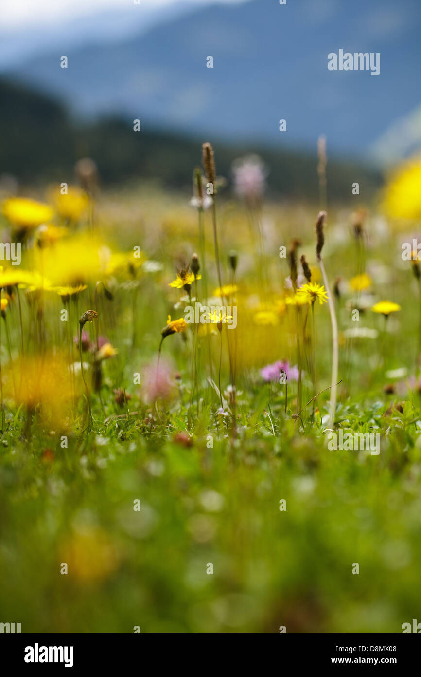 Almwiese gras hi-res stock photography and images - Alamy