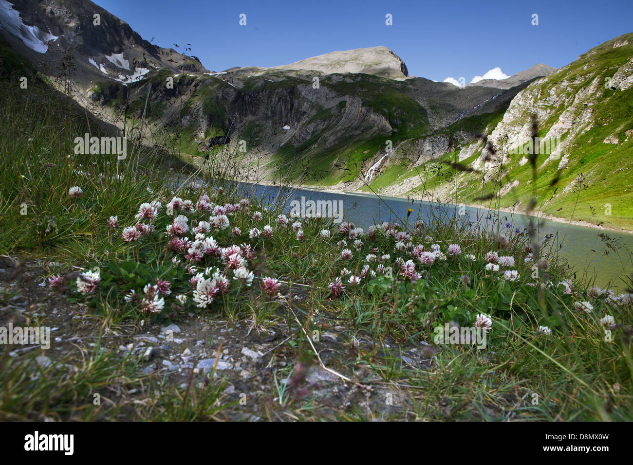 Alpenkrauter High Resolution Stock Photography and Images - Alamy