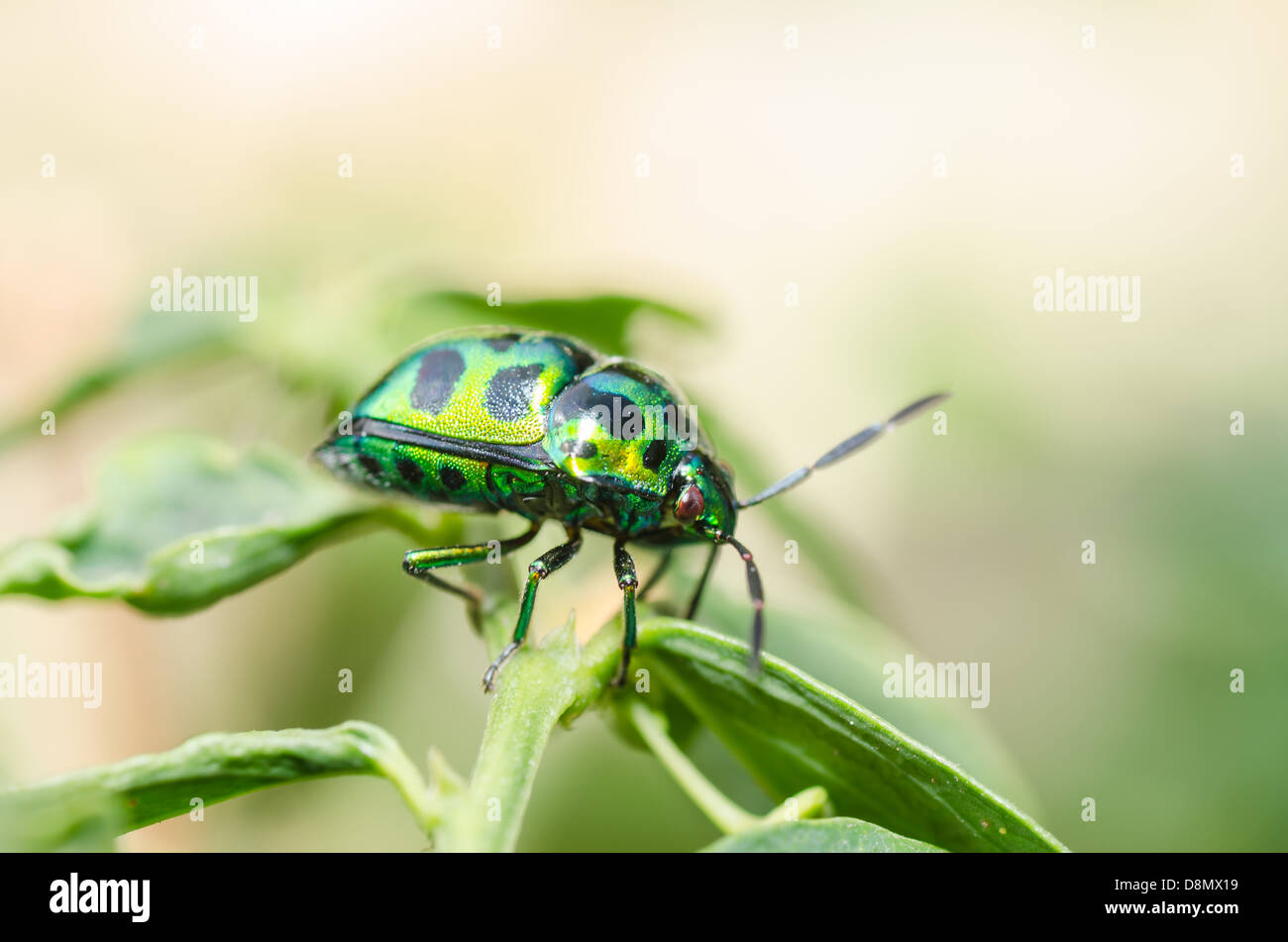 jewel beetle in green nature or in garden Stock Photo - Alamy
