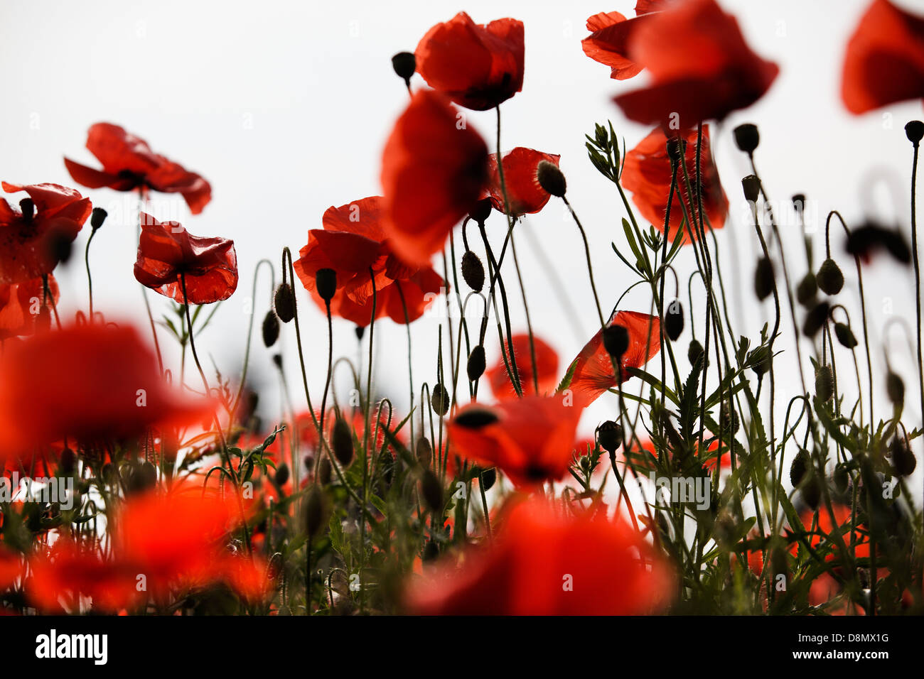 Red Poppy Flowers Stock Photo - Alamy