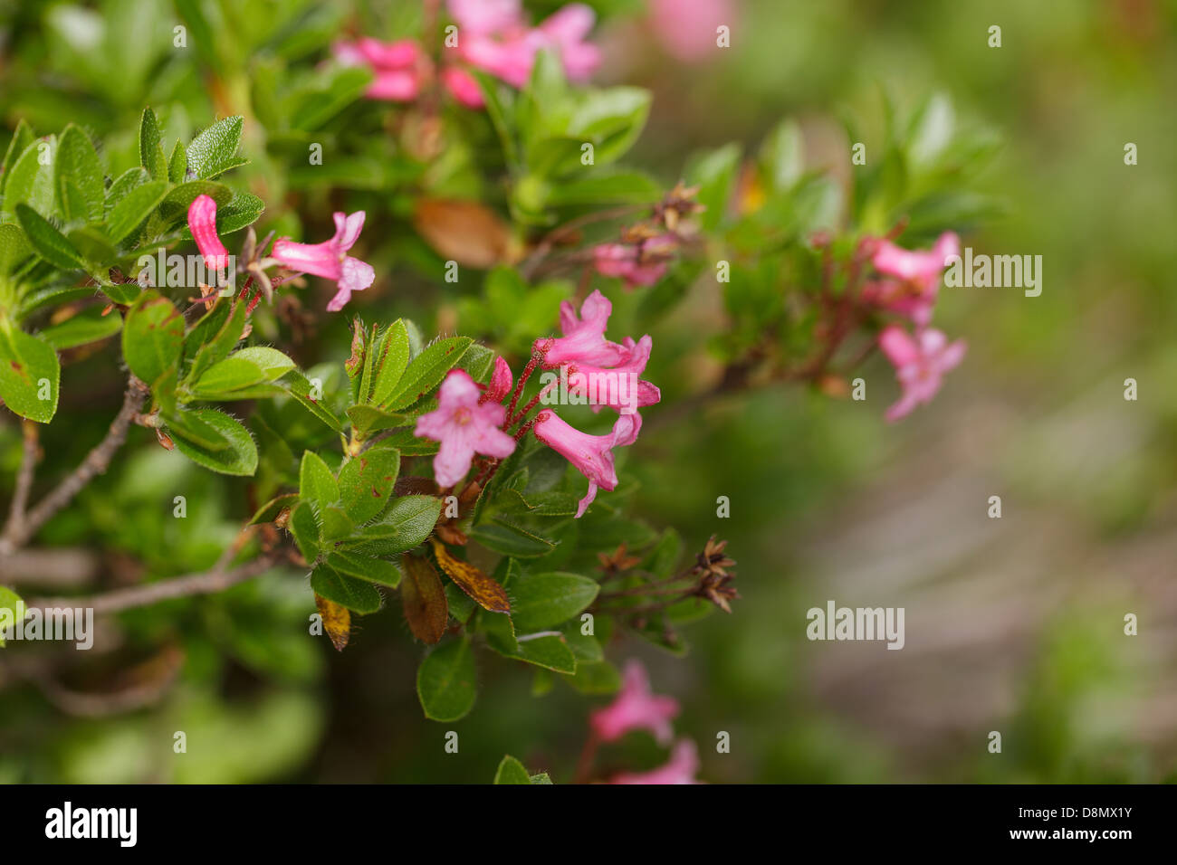 Enzian alm hi-res stock photography and images - Alamy