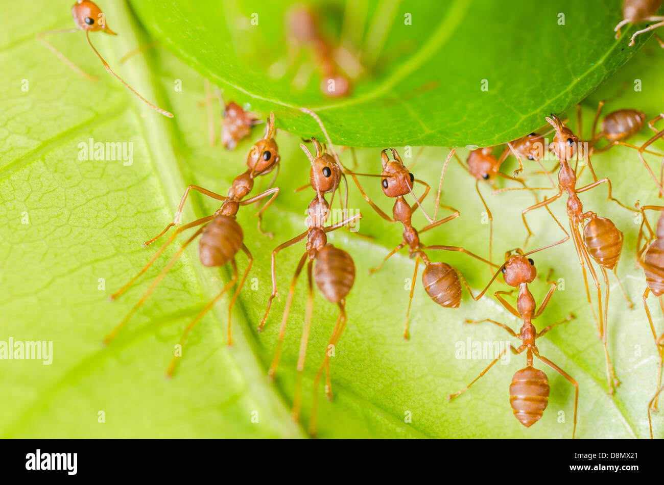 red ant teamwork on green leaf building home Stock Photo - Alamy
