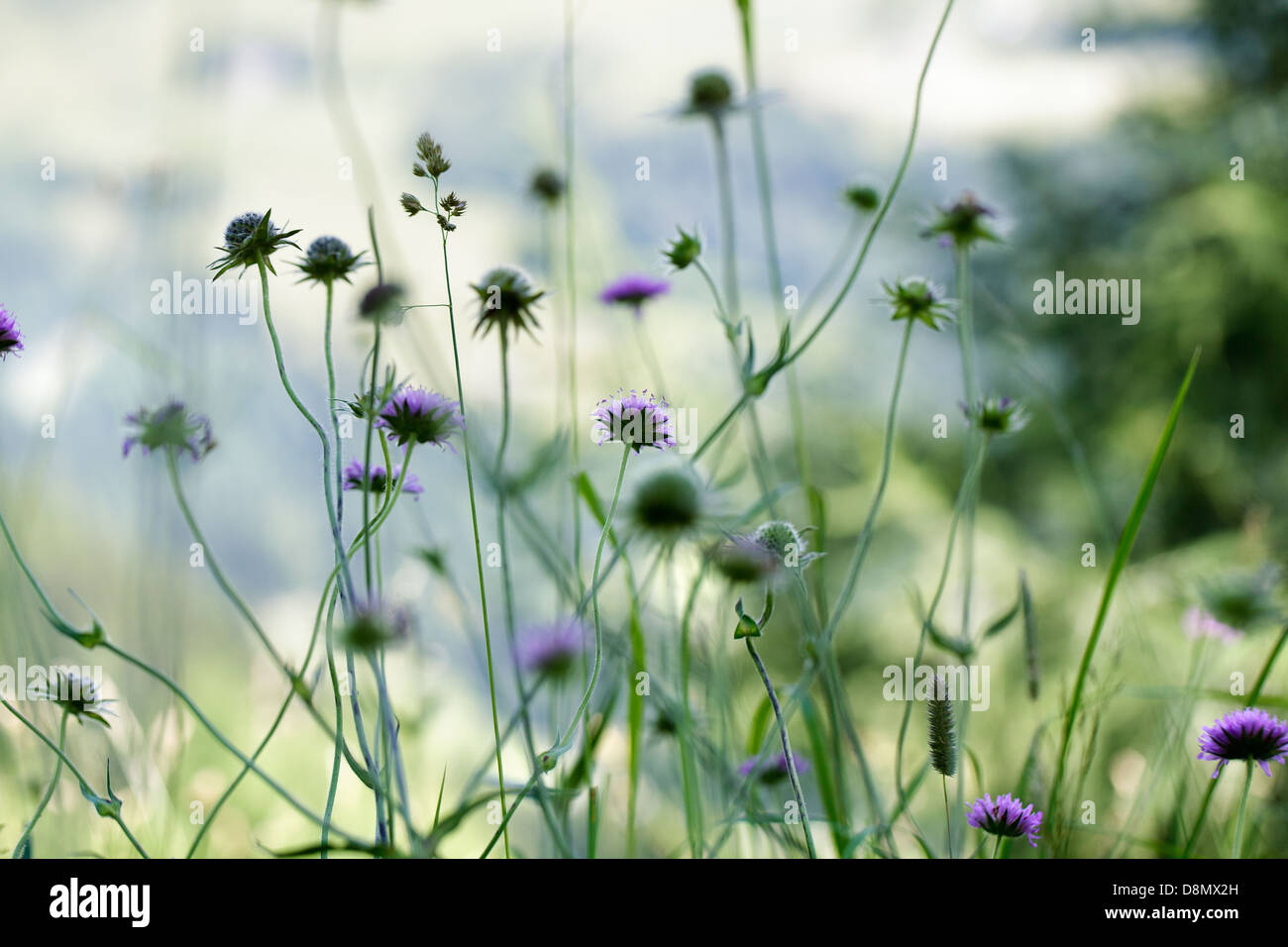 Alpenkrauter High Resolution Stock Photography and Images - Alamy