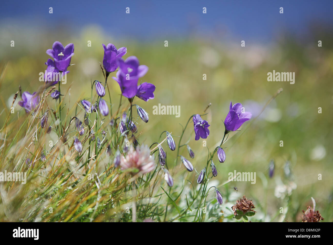 Enzian alm hi-res stock photography and images - Alamy