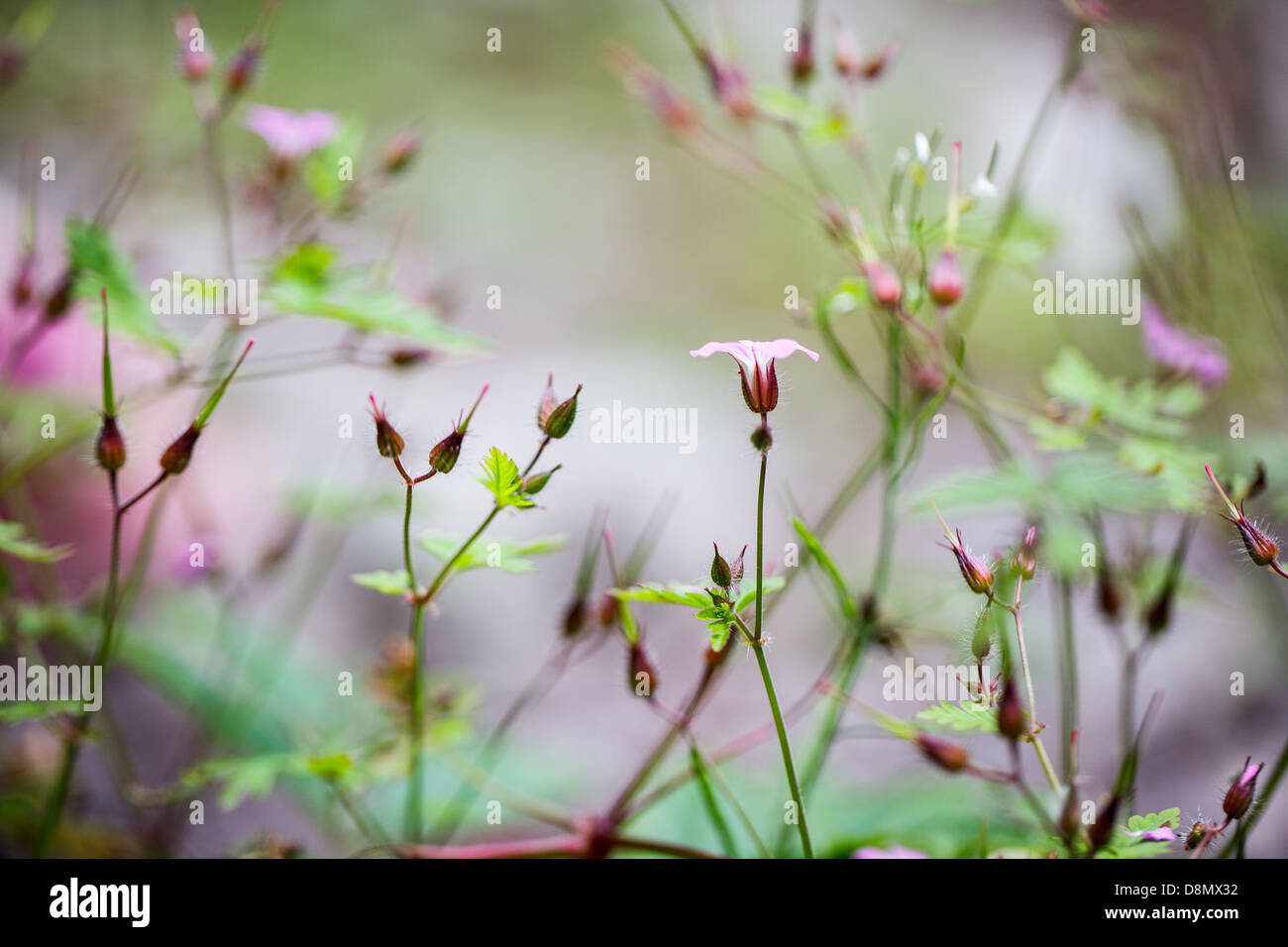 Alpenwiese hi-res stock photography and images - Alamy