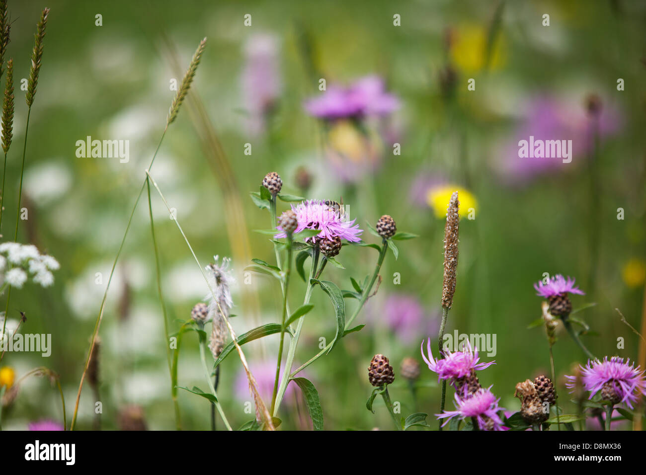 Alpine herbs and grass hi-res stock photography and images - Alamy