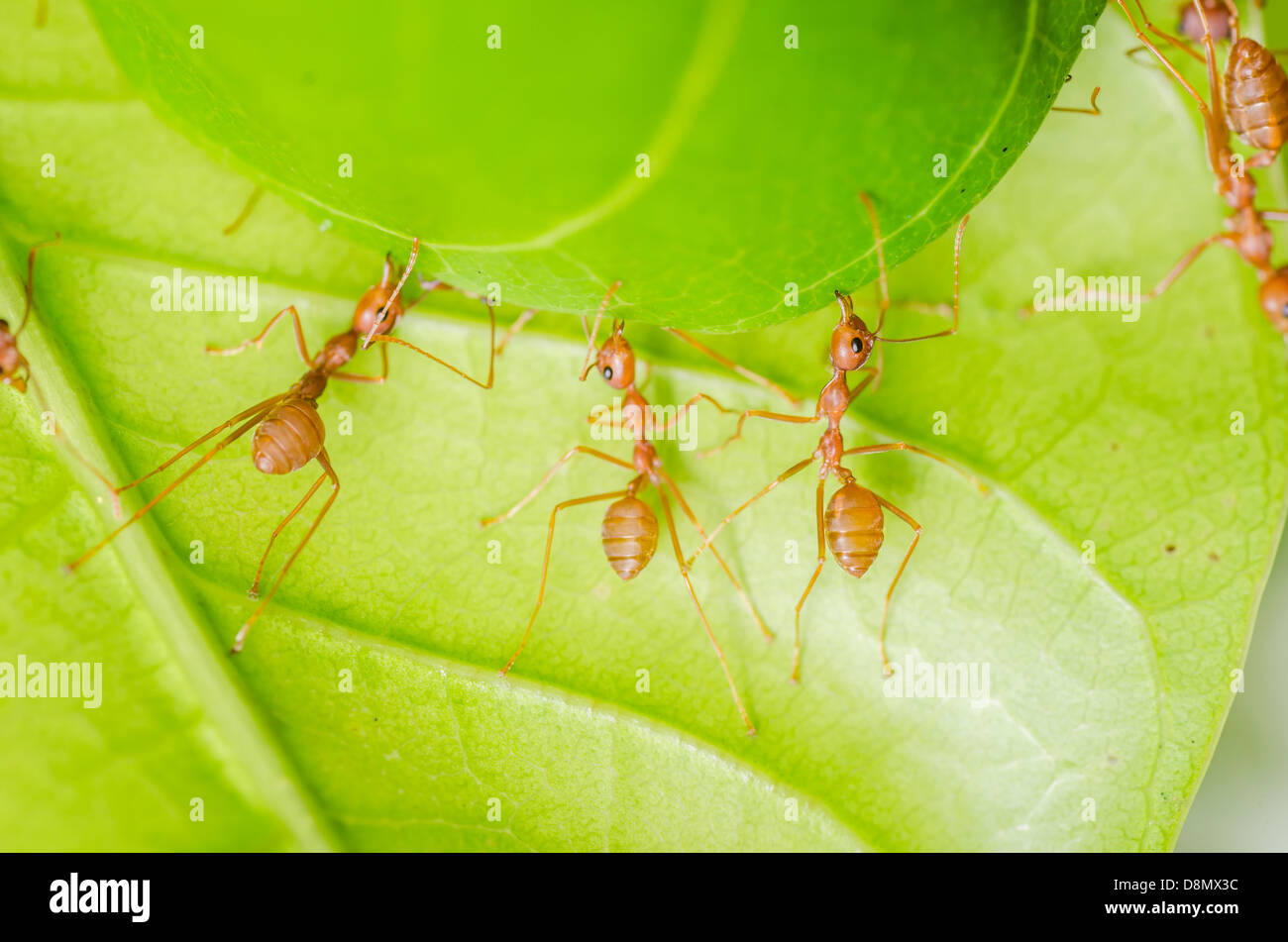 red ant teamwork on green leaf building home Stock Photo - Alamy