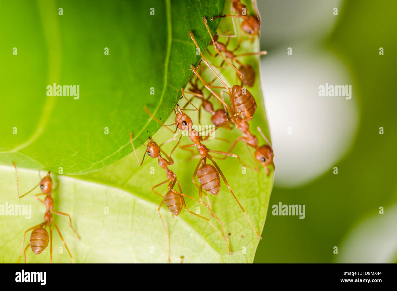 red ant teamwork on green leaf building home Stock Photo - Alamy
