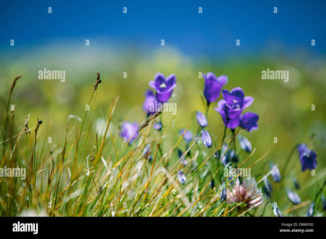 Alpenkrauter High Resolution Stock Photography and Images - Alamy