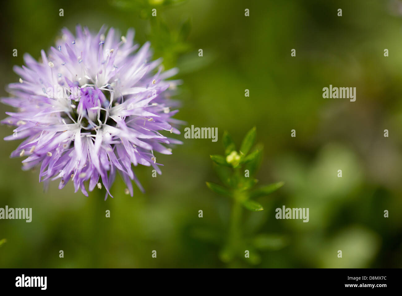 Alpenkrauter Stock Photos & Alpenkrauter Stock Images - Alamy