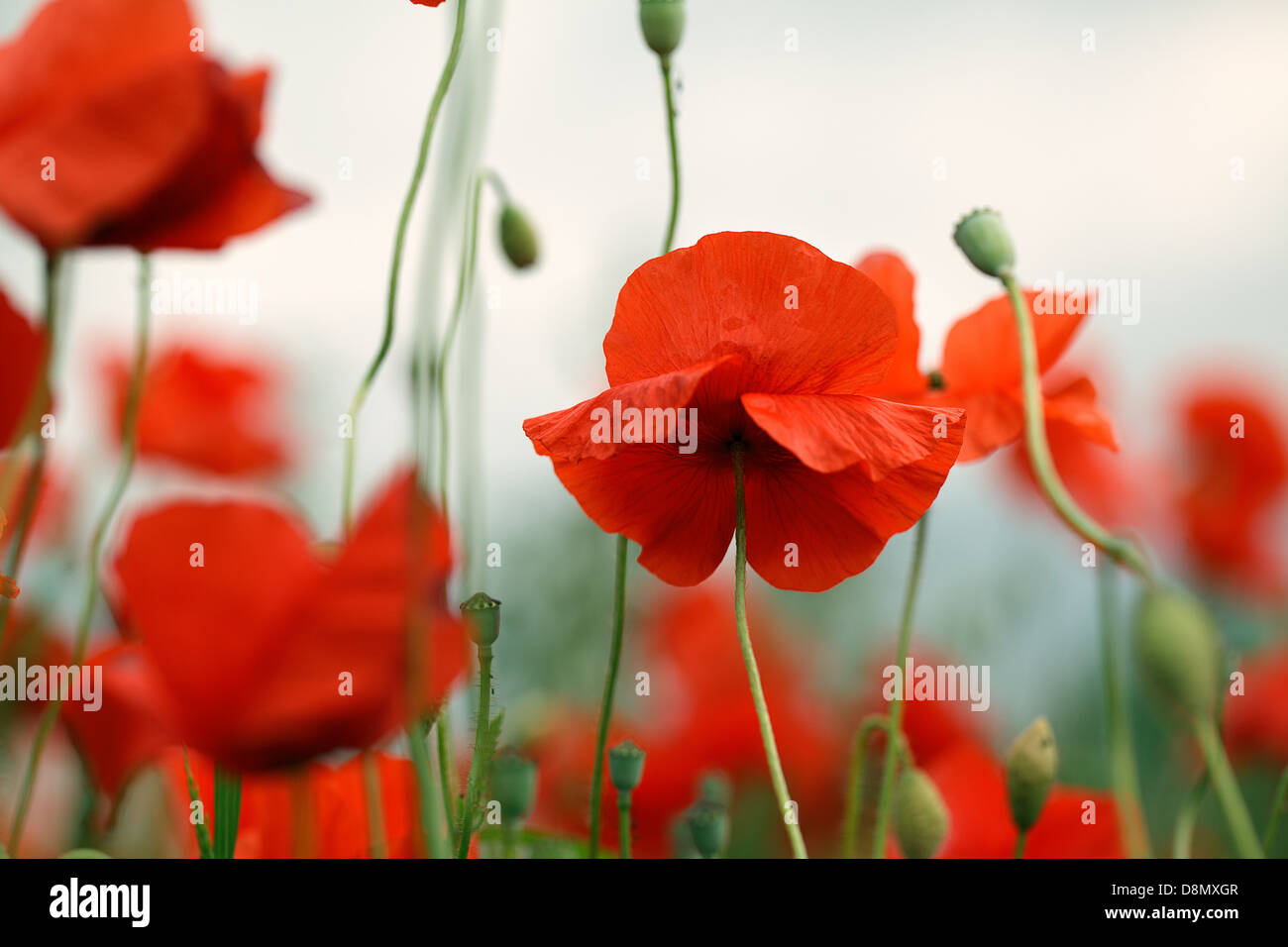 Red Poppy Flowers Stock Photo - Alamy